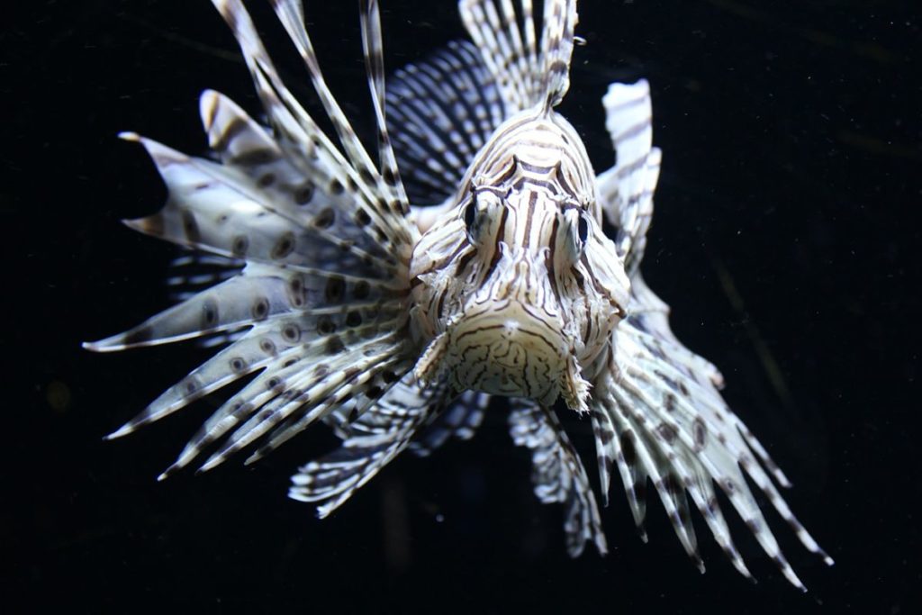 Peces más venenosos del mundo - DESCEREBRADOS